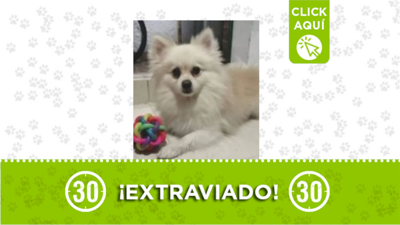 “Copito” se perdió en la vereda Tafetanes de Sopetrán | Minuto30