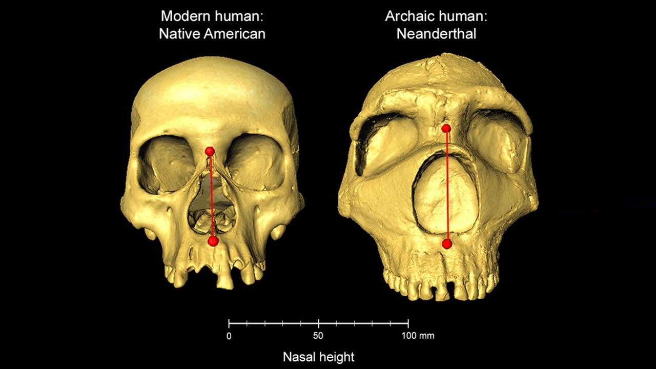 La forma de la nariz humana, una herencia neandertal y una ventaja ...