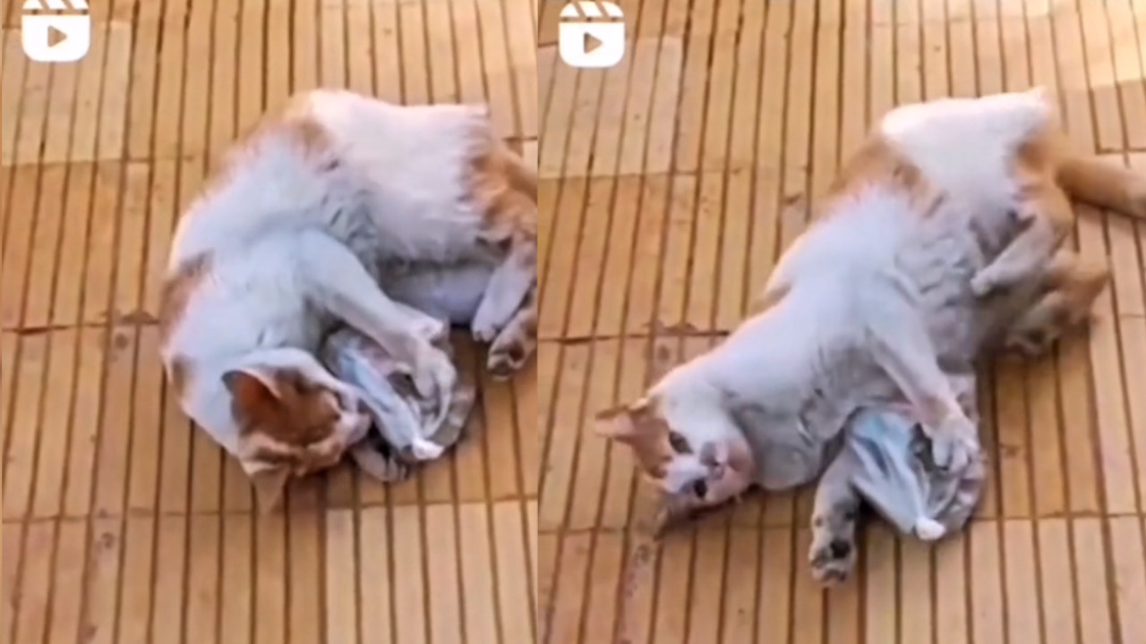 Video. 'Cuide a ese michi, Catalina': el valioso regalo de un gato a su ...