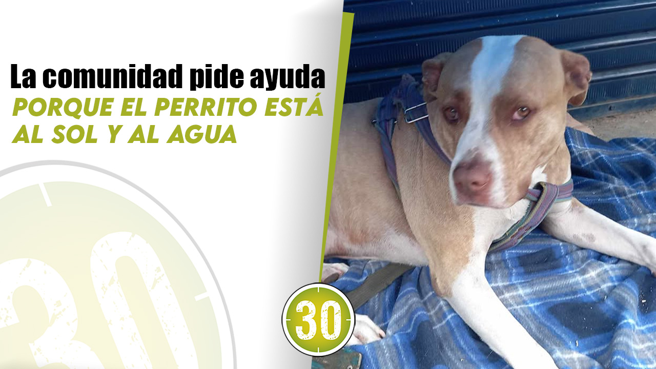 ¡Puro amor! Él es Mono, el perrito que está afuera del Hospital General ...