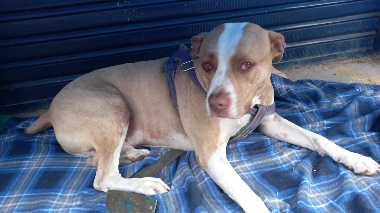 ¡Puro amor! Él es Mono, el perrito que está afuera del Hospital General ...